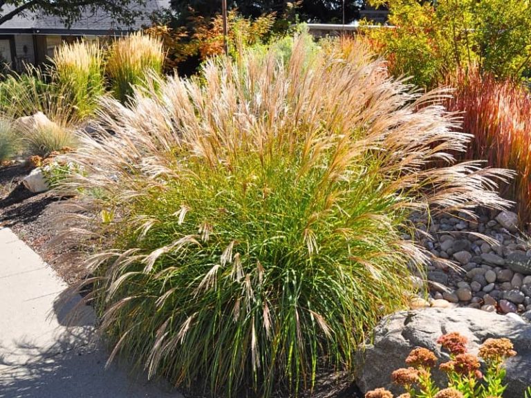 Adagio Maiden Grass (Miscanthus sinensis 'Adagio') - Garden Center Point