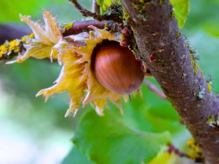 American Hazelnut Filbert Tree (Corylus americana) - Garden Center Point