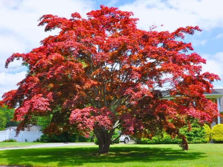 American Red Maple Tree (Acer rubrum 'Brandywine') - Garden Center Point