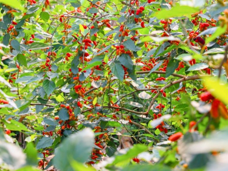 Apache Blackberry (Rubus x 'Apache) - Garden Center Point