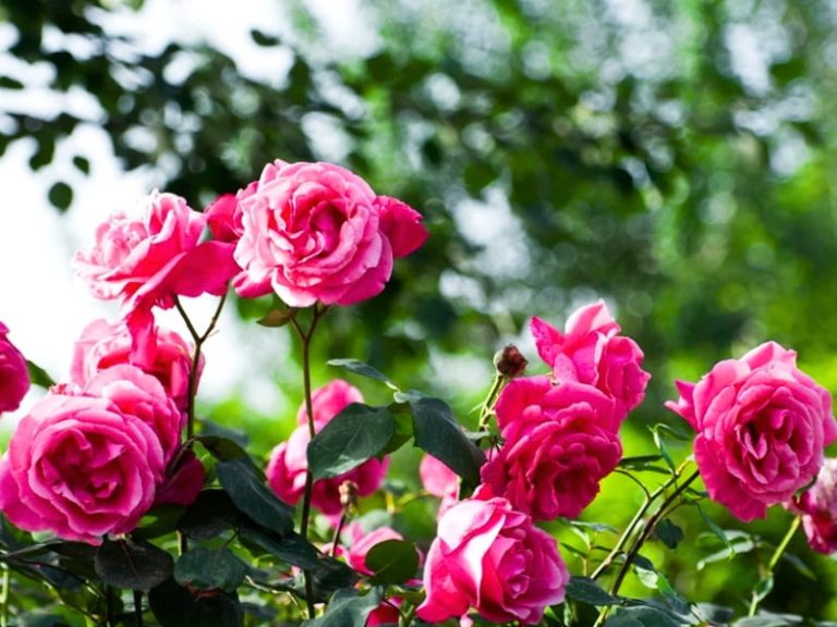 China Rose (Rosa chinensis) - Garden Center Point