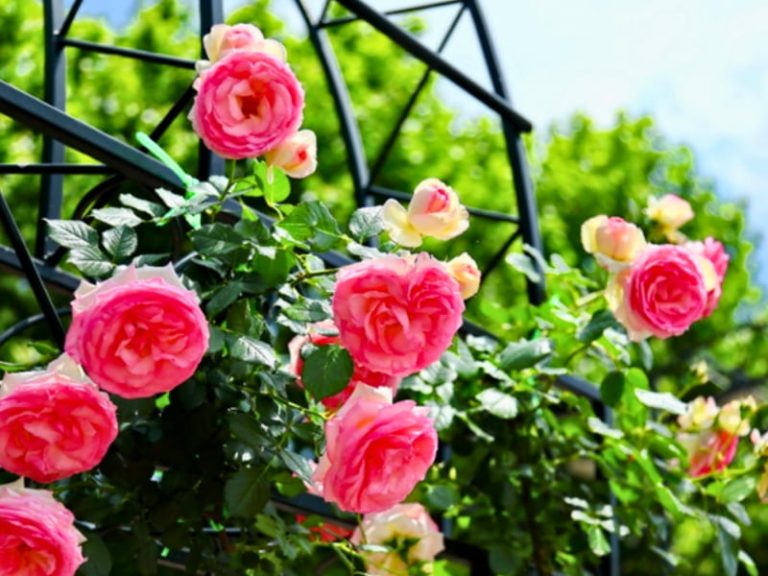 China Rose (Rosa chinensis) - Garden Center Point