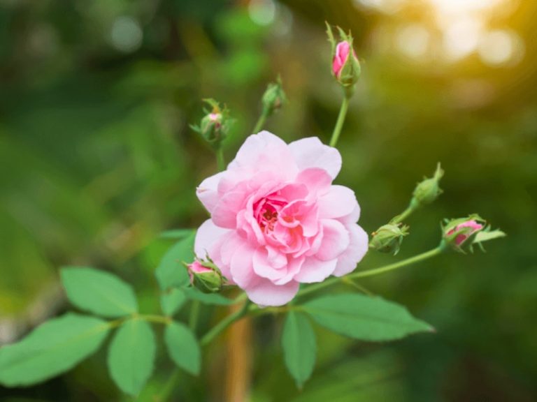 China Rose (Rosa chinensis) - Garden Center Point