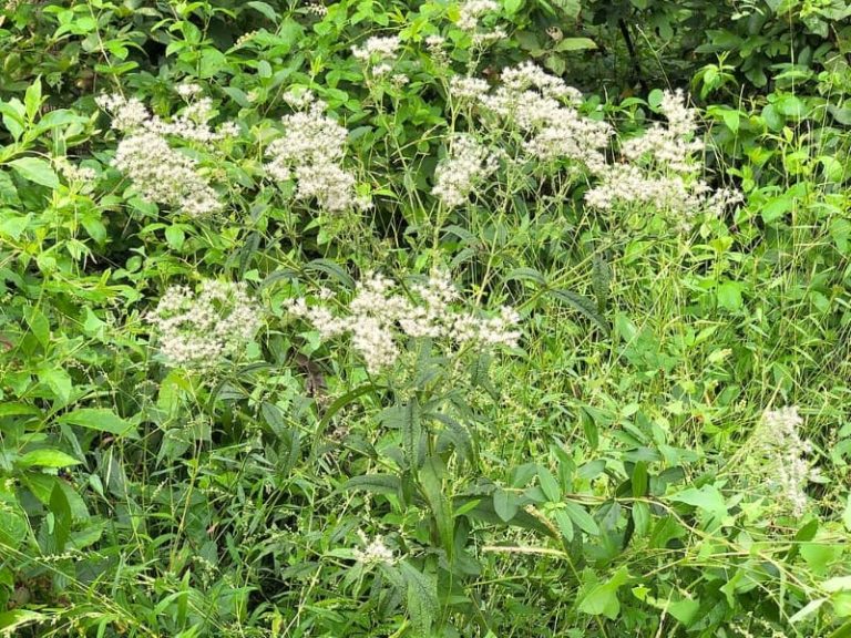 Common Boneset (Eupatorium perfoliatum) - Garden Center Point