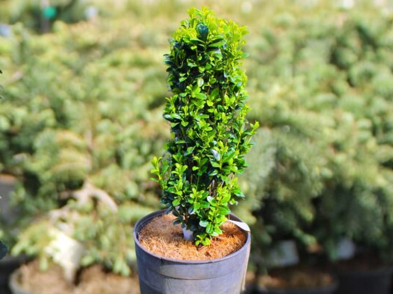 Compact Japanese Holly (Ilex crenata 'Compacta') - Garden Center Point
