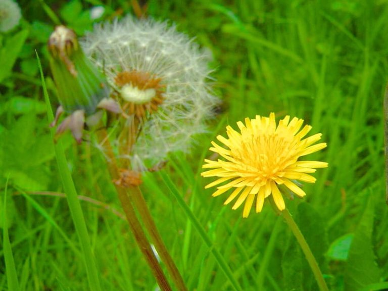 Dandelion (Taraxacum officinale) - Garden Center Point