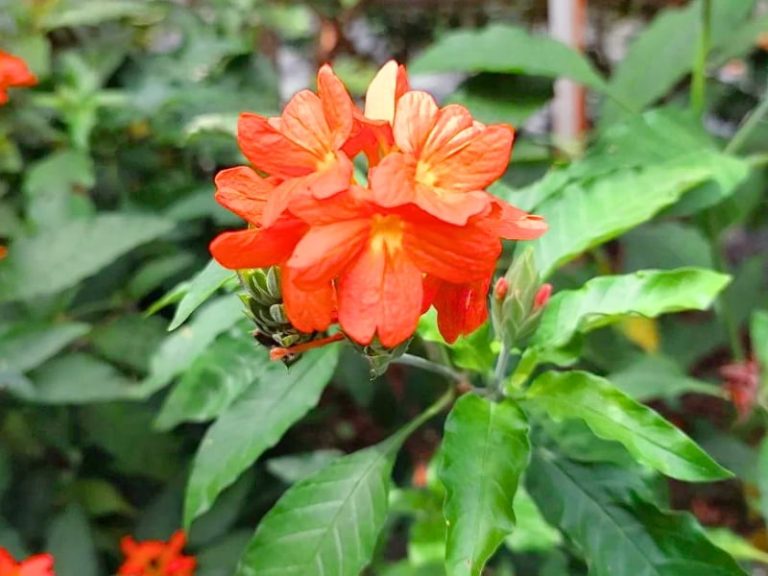 Firecracker Flower (Crossandra infundibuliformis) - Garden Center Point