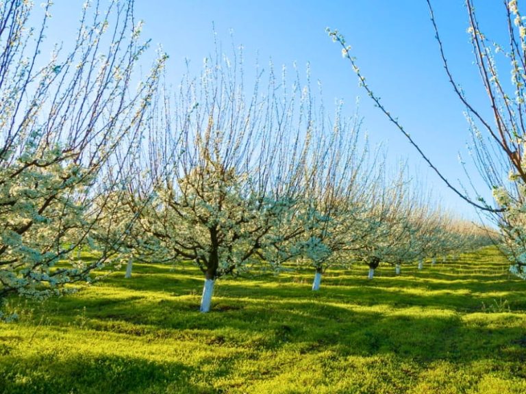 Flavor King Pluot (Prunus x 'Flavor King') - Garden Center Point