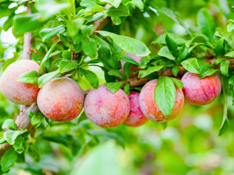 Flavor King Pluot (Prunus x 'Flavor King') - Garden Center Point