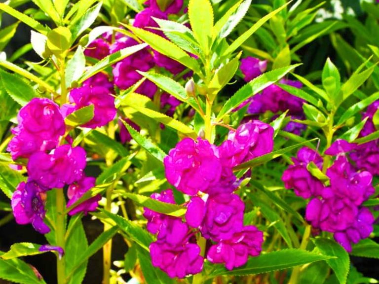 Garden Balsam (Impatiens balsamina) - Garden Center Point