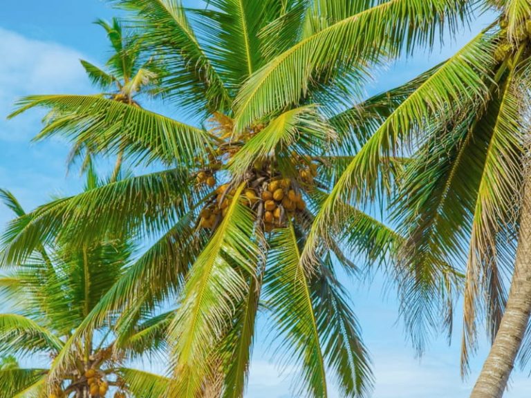 Green Malayan Coconut Palm (Cocos nucifera 'Green Malayan') - Garden ...