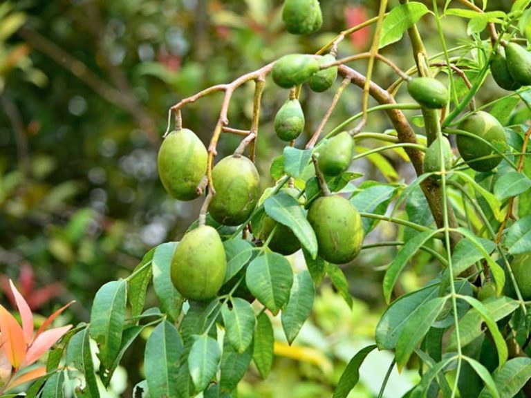 June Plum (Spondias dulcis) - Garden Center Point
