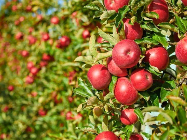 Red Delicious Apple (Malus domestica 'Red Delicious') - Garden Center Point
