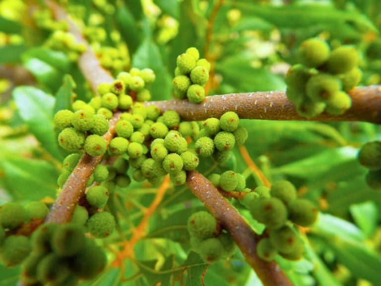 Southern Wax Myrtle (Myrica cerifera) - Garden Center Point