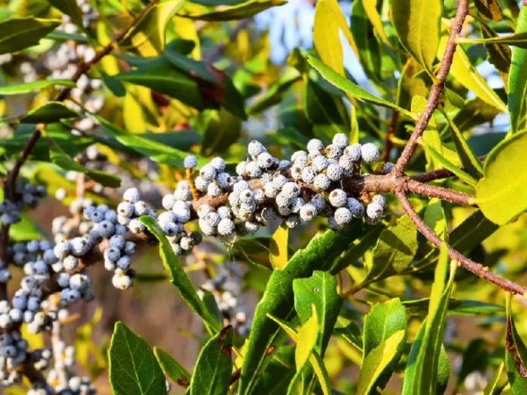 Southern Wax Myrtle (Myrica cerifera) - Garden Center Point
