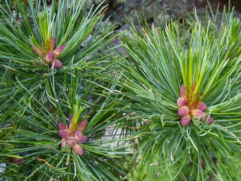 Stone Pine (Pinus pinea) - Garden Center Point