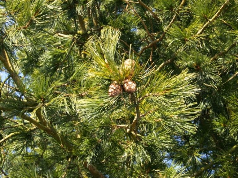 Stone Pine (Pinus pinea) - Garden Center Point