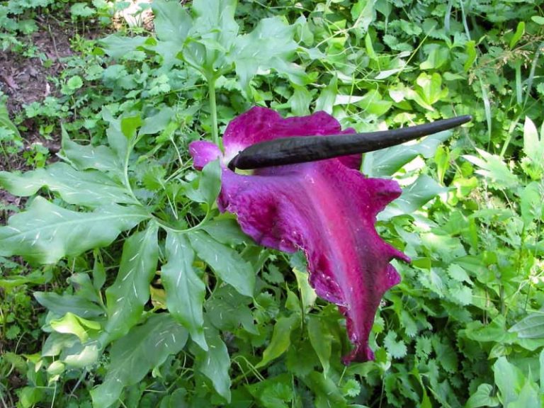 Voodoo Lily (Amorphophallus konjac) - Garden Center Point