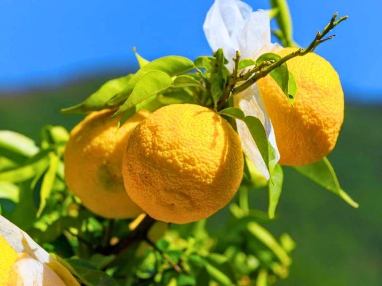 Yuzu (Citrus junos) - Garden Center Point